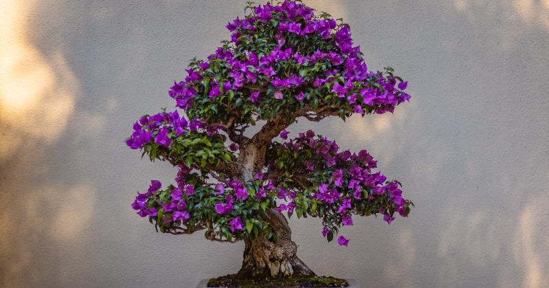 How To Grow Bodhi Tree Bonsai Plant