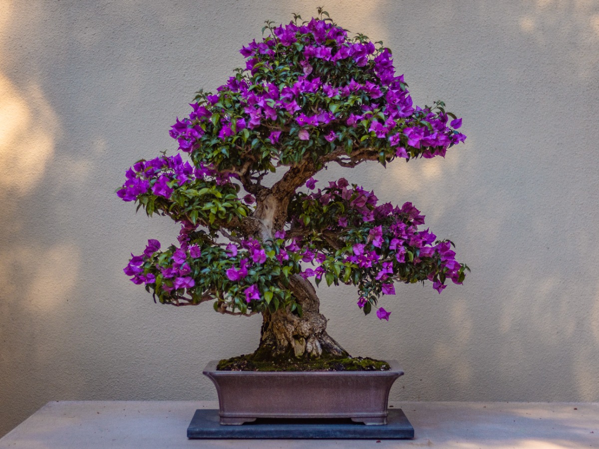 How To Grow Bodhi Tree Bonsai Plant