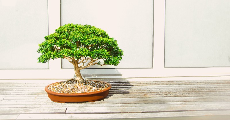 How to Grow Baobab Bonsai Tree