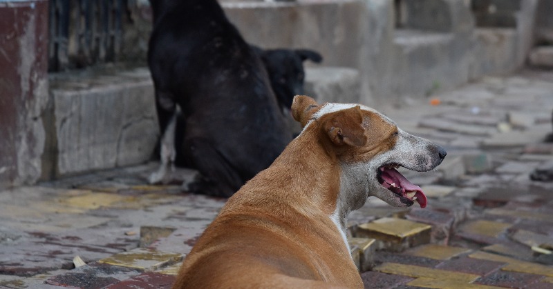 All You Need To Know About Animal Birth Control Rules 2023 And How It ...