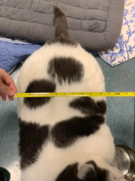 Quirky Ad For 'Chonky' Cat Goes Viral