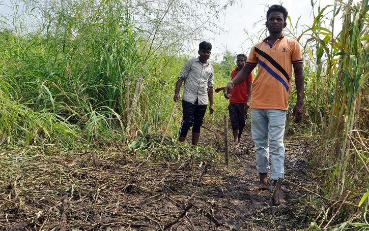 13 Elephants Have Died In Tamil Nadu In A Month, Six Of Them Were ...