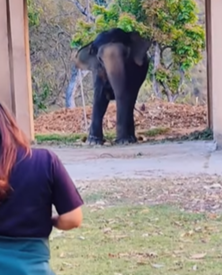 Elephant 'Imitates' Woman's Dance Moves, Internet Divided