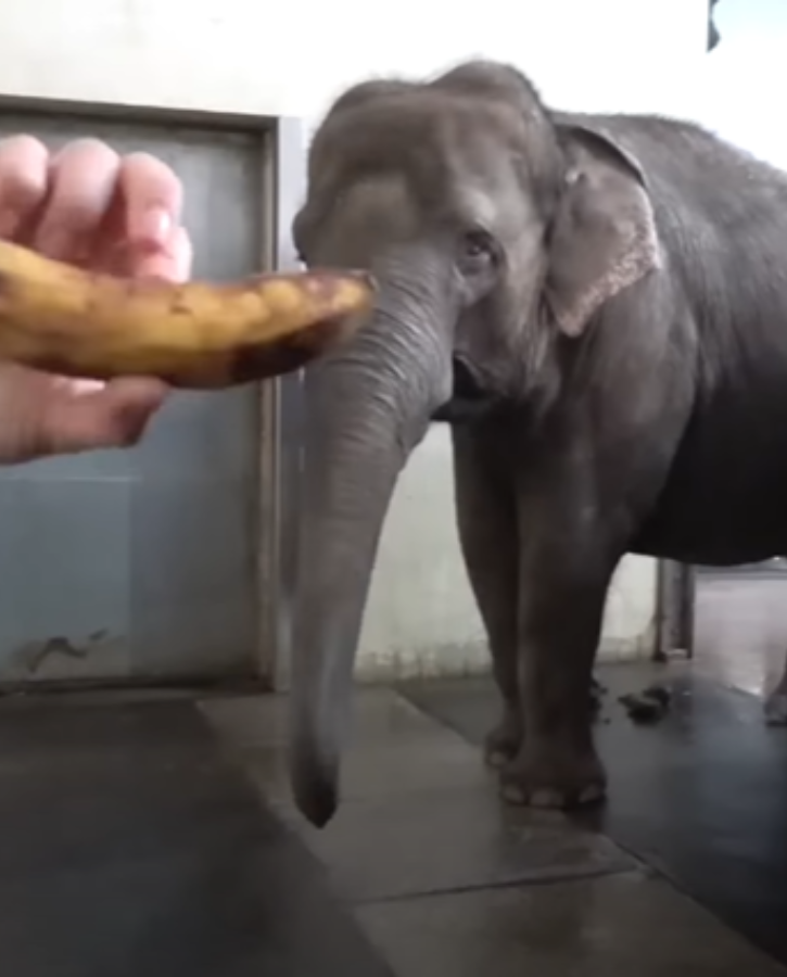 Self-Taught Elephant Wows Scientists With Banana-Peeling Skills At ...