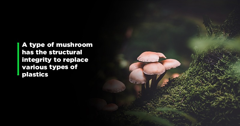 Goodbye Plastic, Hello Fungi: Mushrooms Could Be The Sustainable ...