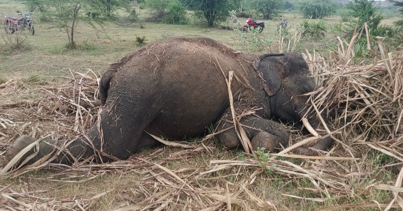 13 Elephants Have Died In Tamil Nadu In A Month, Six Of Them Were ...