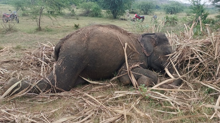 13 Elephants Have Died In Tamil Nadu In A Month, Six Of Them Were ...