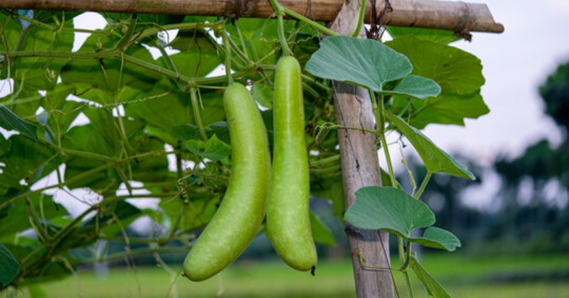 Home Gardening: घर पर लौकी कैसे उगाएं, पौधा कब, कहां, कैसे लगाएं, किन ...