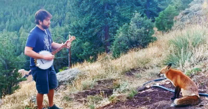 A Wild Encounter: Man and Fox Connect Through the Power of Music