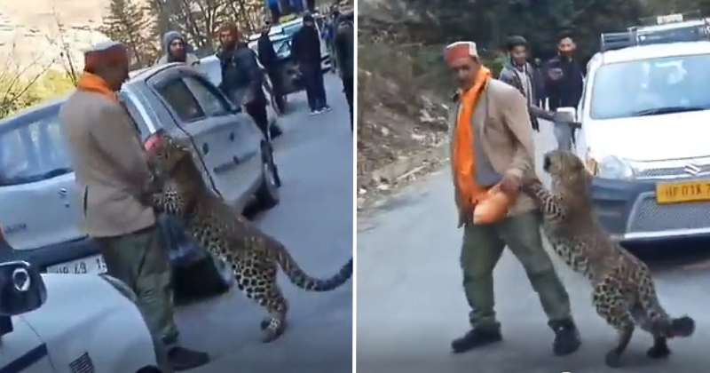 Kullu, Himachal Pradesh: Leopard Plays With Human