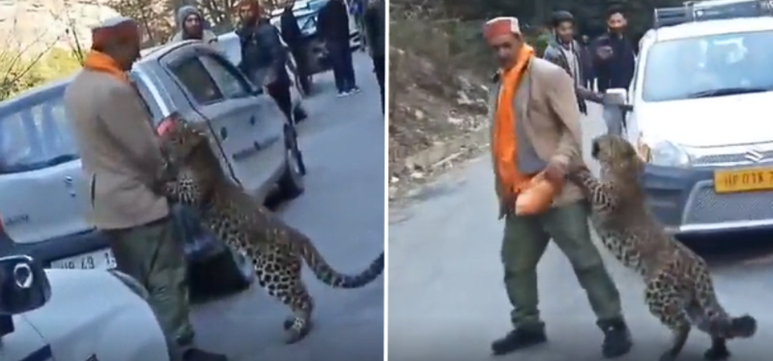 Kullu, Himachal Pradesh: Leopard Plays With Human