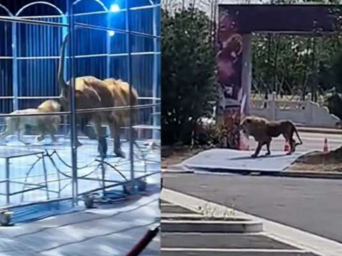 Caught On Cam: 2 Lions Escape Circus Enclosure During Live Performance ...