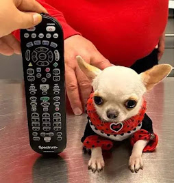 ये है दुनिया का सबसे छोटा Dog, TV रिमोट से भी कम है हाइट, Guinness ...