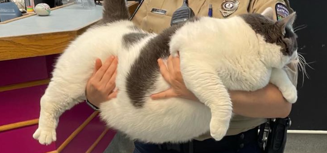 Quirky Ad For 'Chonky' Cat Goes Viral