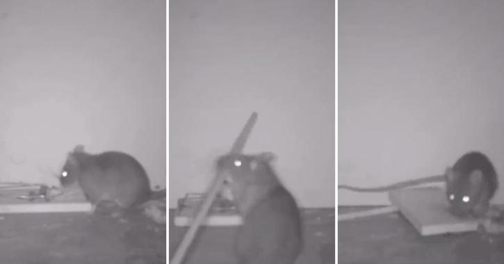 Rat Shows Remarkable Intelligence, Uses Stick To Steal Food