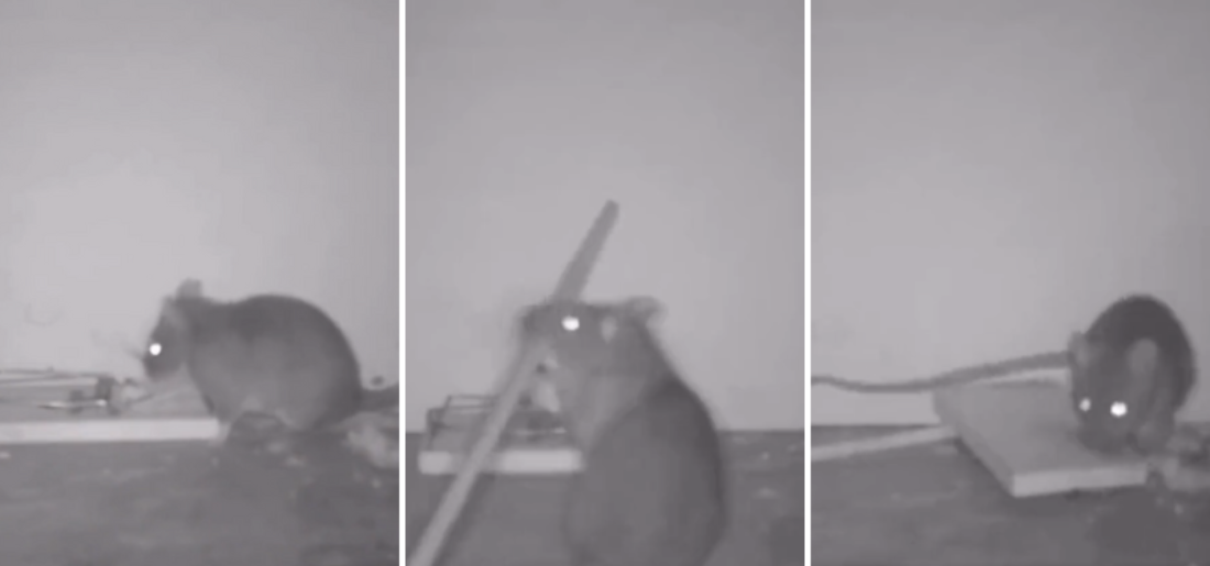 Rat Shows Remarkable Intelligence, Uses Stick To Steal Food
