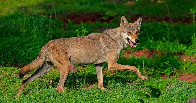 Canine Wars! Ancient Indian Wolves In Pune Facing Major Threat From ...