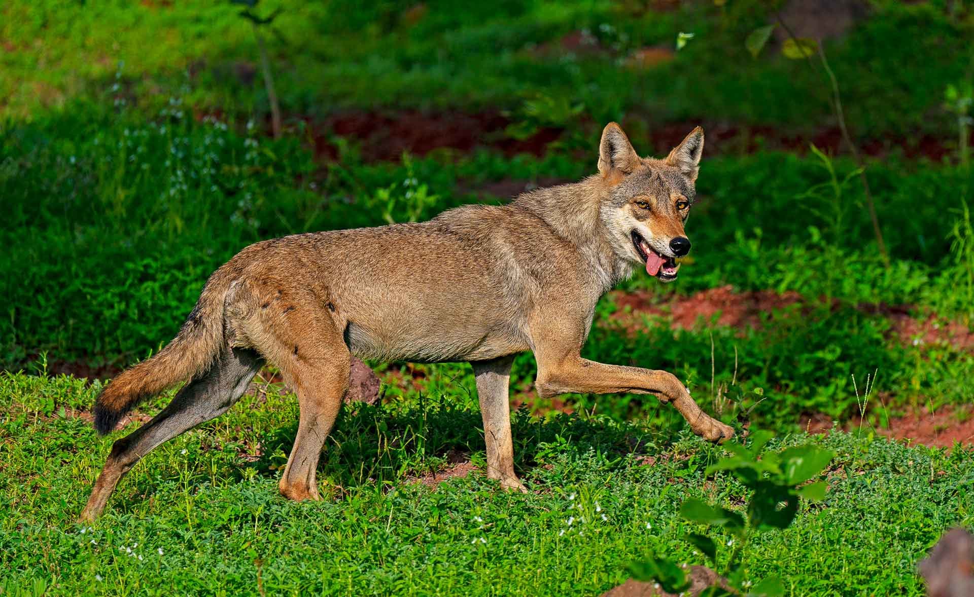 Canine Wars! Ancient Indian Wolves In Pune Facing Major Threat From ...