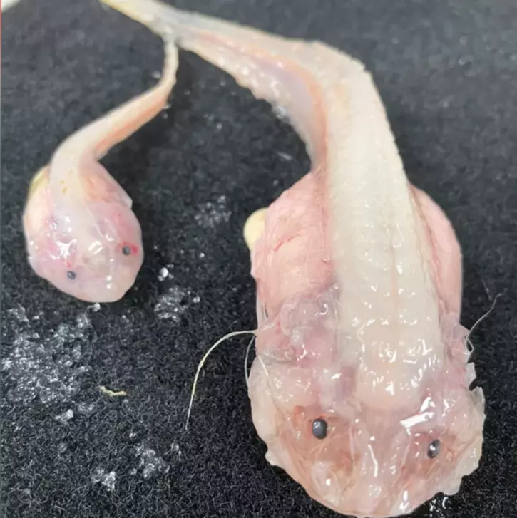 Scientists Film Deepest Fish Ever Found At 8,336 Metres In Pacific ... Scientists Film Deepest Fish Ever Found At 8,336 Metres In Pacific ...