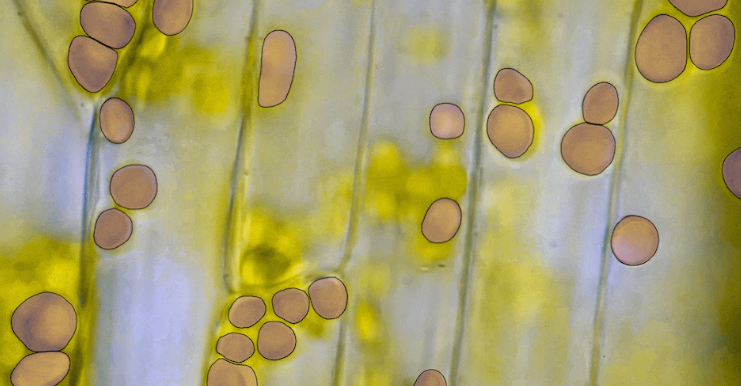 Meta Unveils SAM, An AI Tool That Lets You Select Objects Within Images