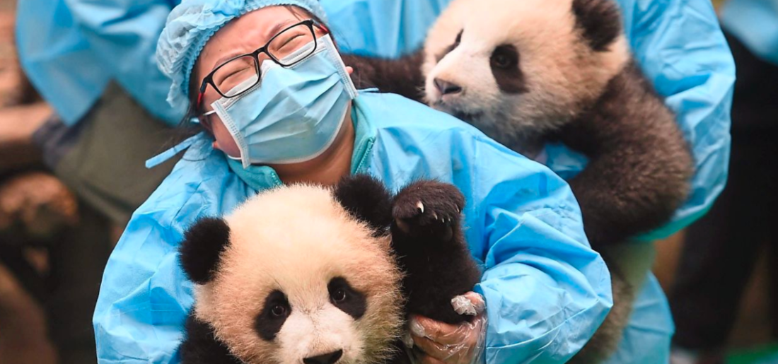 China Pays Rs 26 Lakh Annually To Be A Panda Nanny