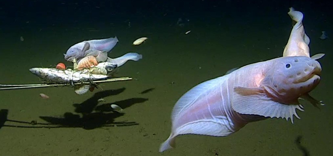 Scientists Film Deepest Fish Ever Found At 8,336 Metres In Pacific ...