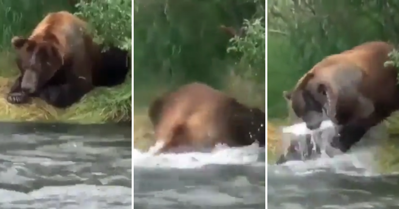 This Bear's Meditation Technique Caught The Attention Of Anand Mahindra