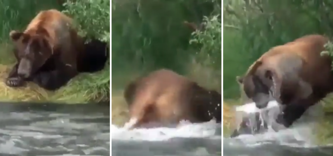 This Bear's Meditation Technique Caught The Attention Of Anand Mahindra
