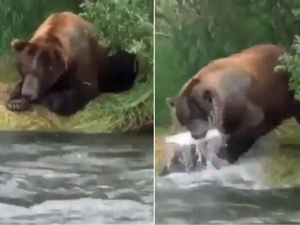 This Bear's Meditation Technique Caught The Attention Of Anand Mahindra