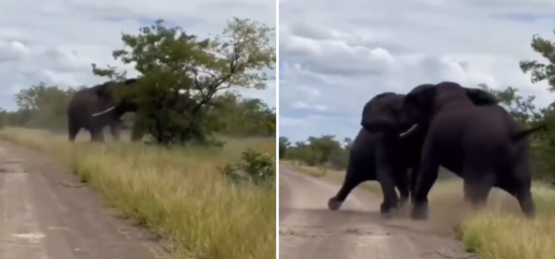 Elephants Engage In Brutal Fight