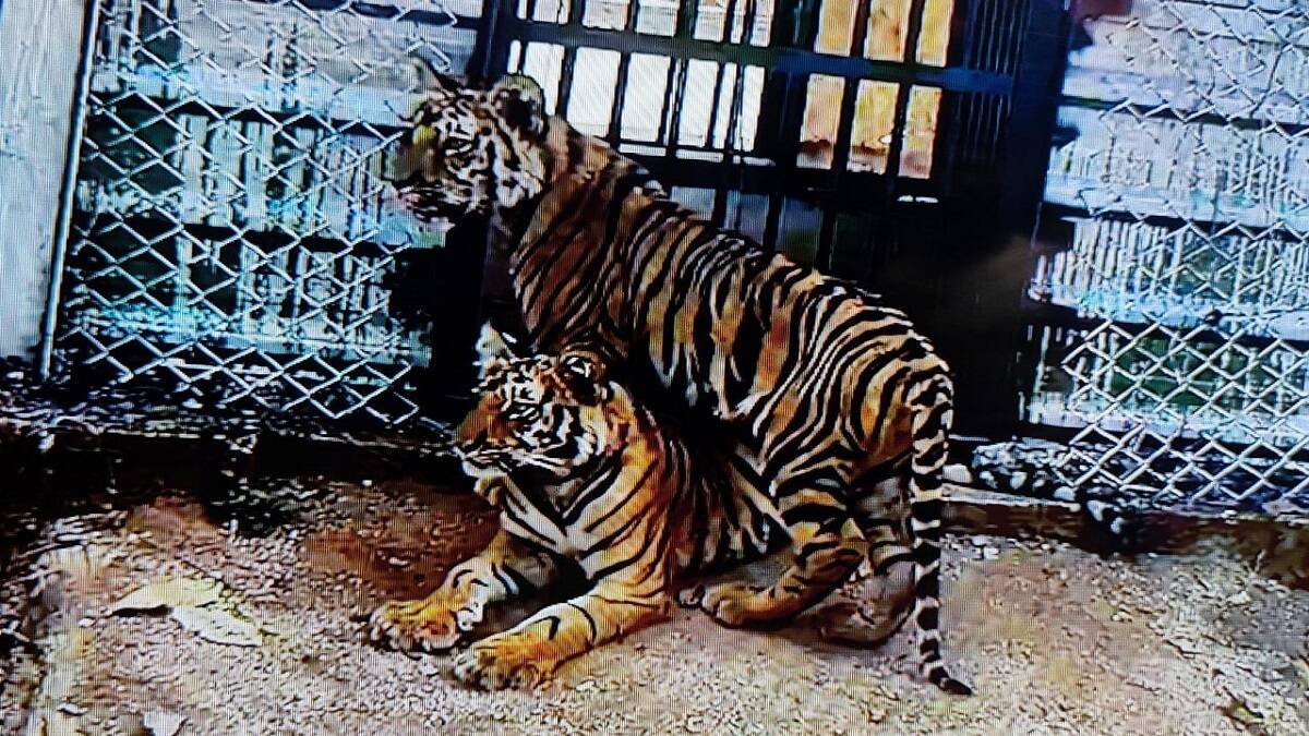 Two Orphaned Tiger Cubs In Maharashtra Begin 'Rewilding' In Pench Tiger ...