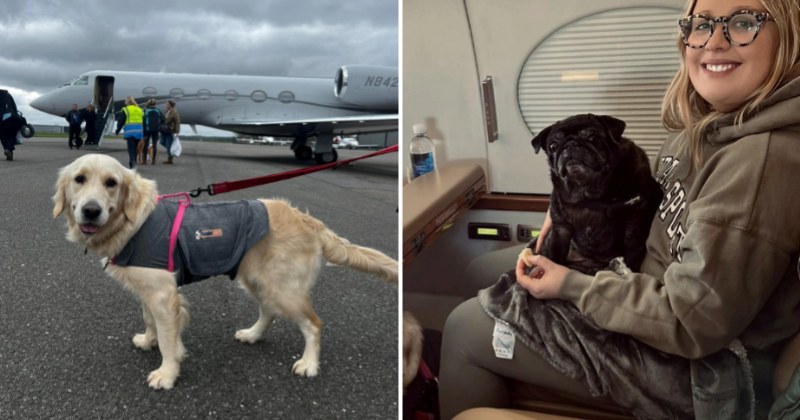 UK Woman Takes Pet Dogs On Private Jet For Rs 8 Lakh