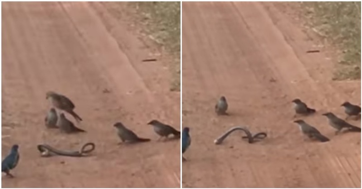 पक्षियों ने मिलकर सांप को घेरा और चोंच मार-मार कर हालत खराब कर दी ...