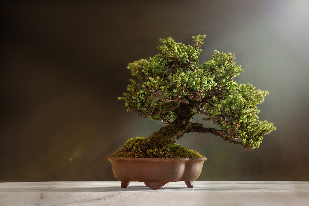 How to Grow Fir Bonsai Tree