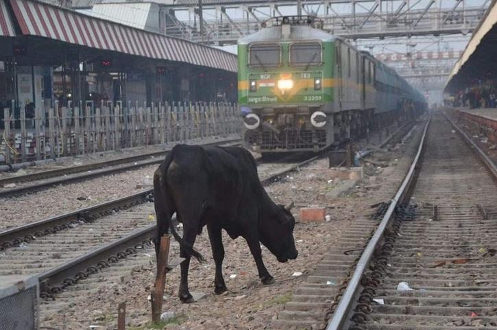 Rajasthan: Cow Hit By Vande Bharat Train Lands On Man Peeing On Track, Kills Him
