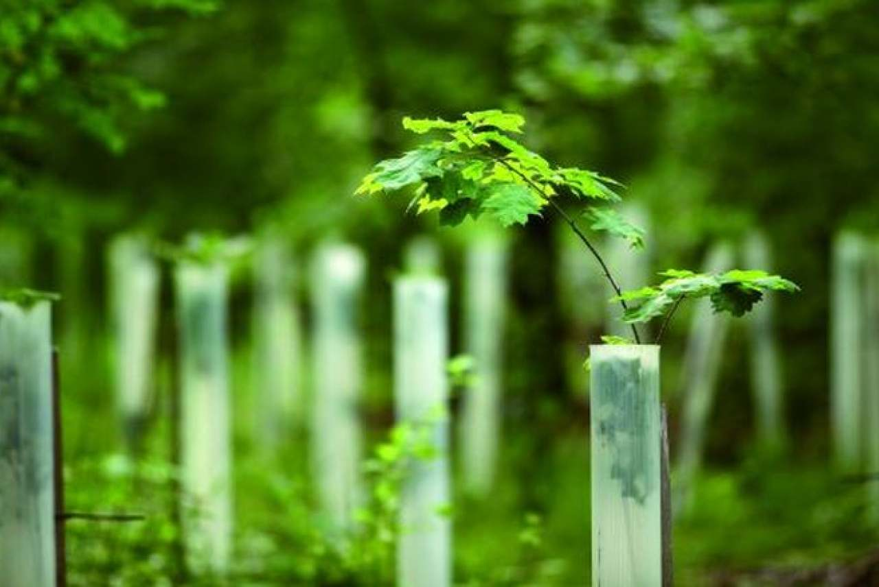 How Offsets Compensate For Carbon Emissions Through Eco Projects?