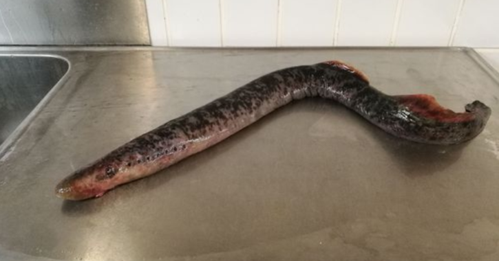 Rare Parasitic Sea Lamprey Discovered On Beach