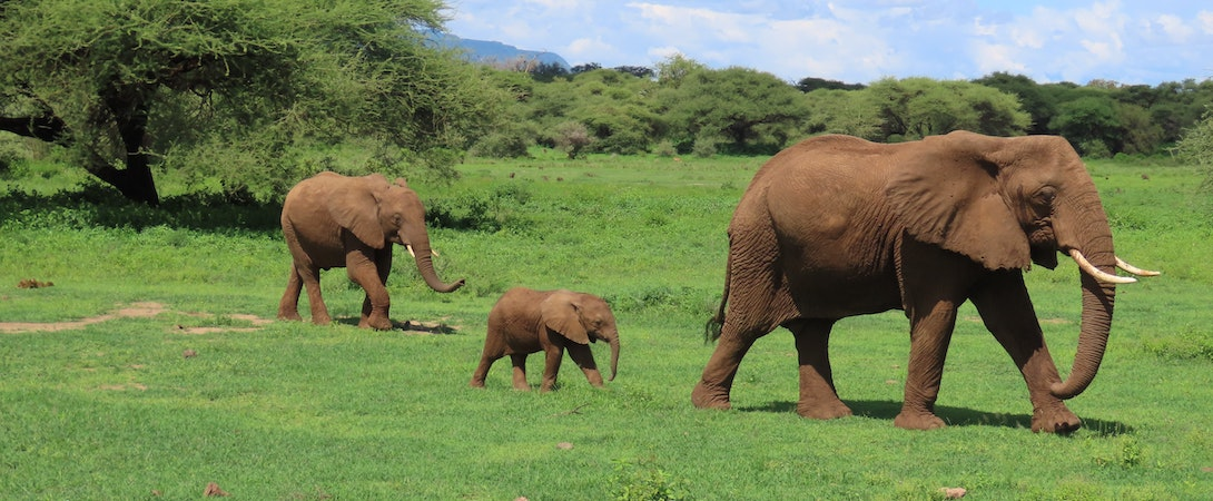 Translocating Elephants: How It Affects The Conflict And Conservation ...