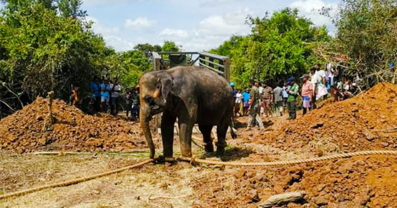 Translocating Elephants: How It Affects The Conflict And Conservation Goals?