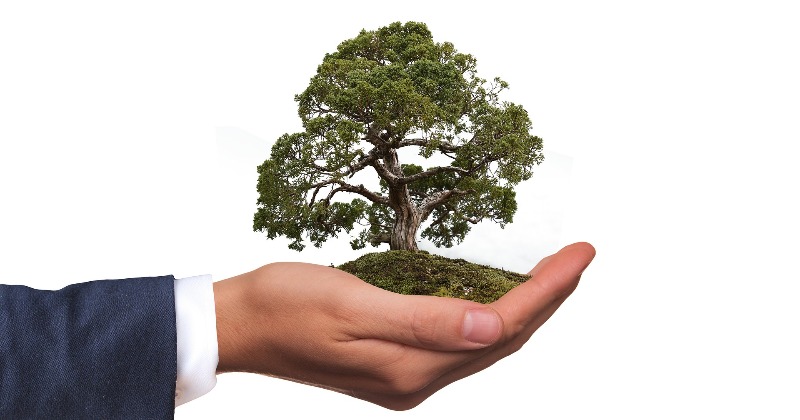 How To Grow Dwarf Jade Tree