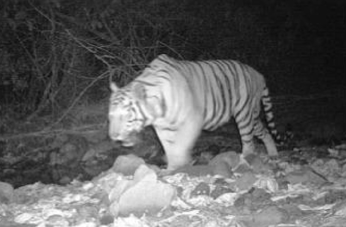 Tiger Spotted In West Bengal's Mahananda Wildlife Sanctuary For The ...