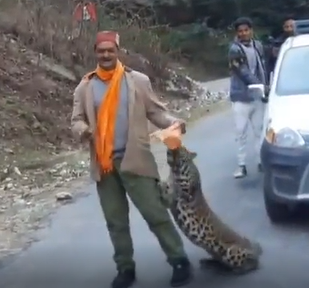 Kullu, Himachal Pradesh: Leopard Plays With Human