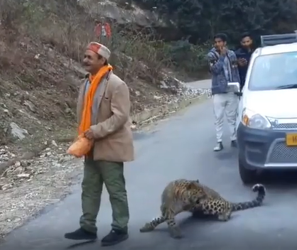 Kullu, Himachal Pradesh: Leopard Plays With Human