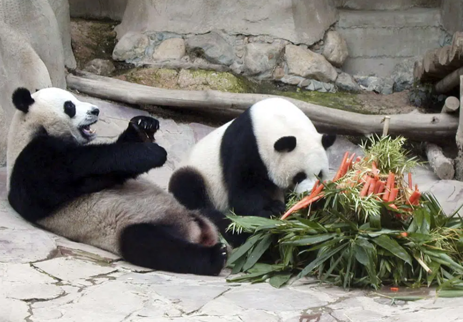 Thailand Mourns As 21-Year-Old Giant Panda On Loan From China Dies