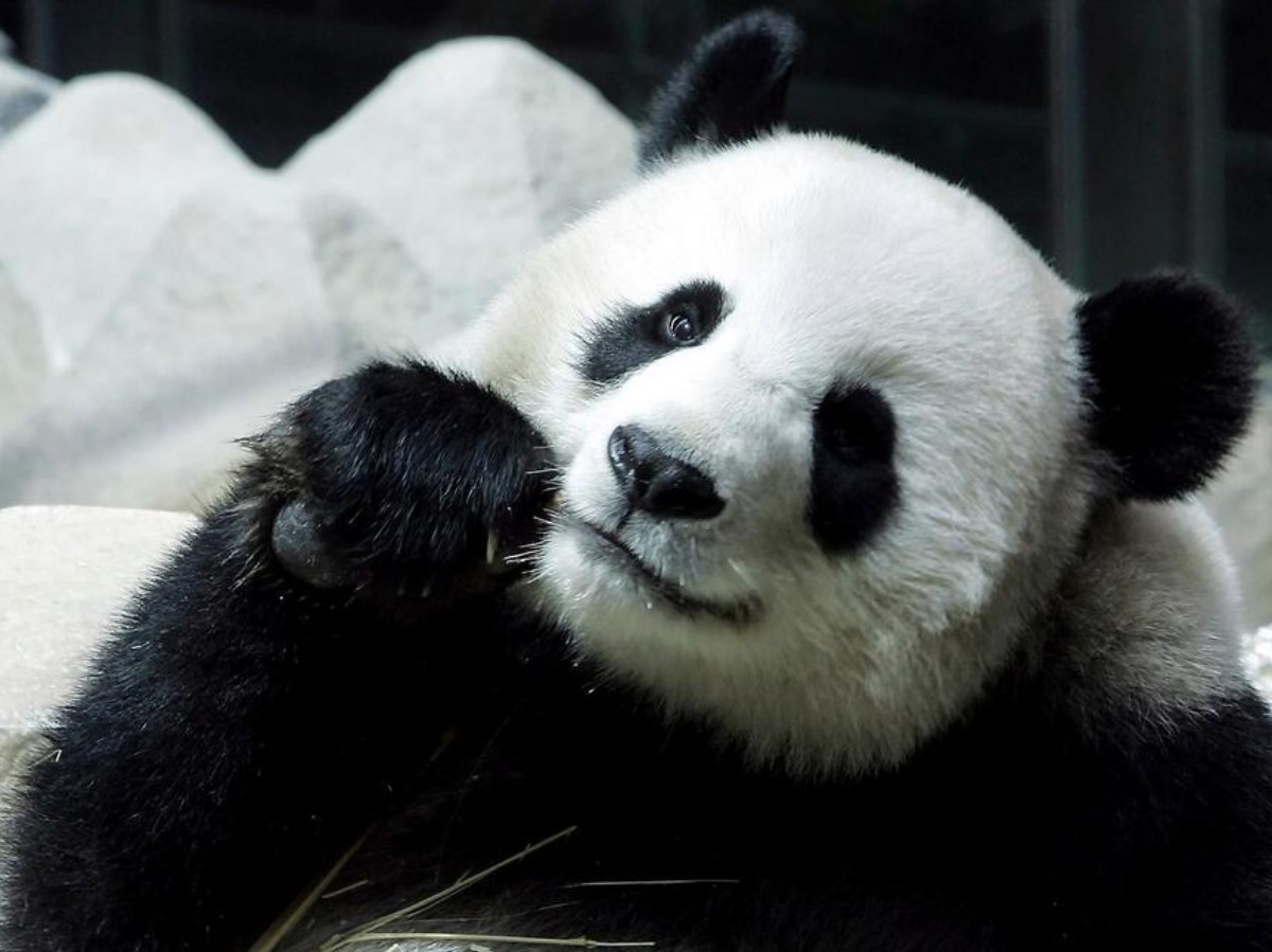 Giant Pandas Living In Zoos Could Be Suffering From 'Jet Lag'