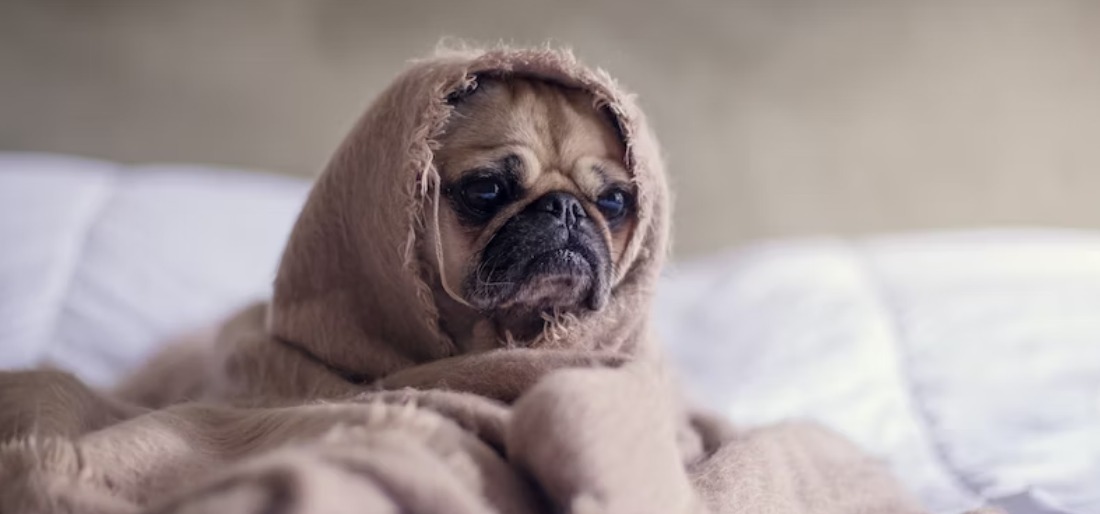 How To Tackle Pet Depression