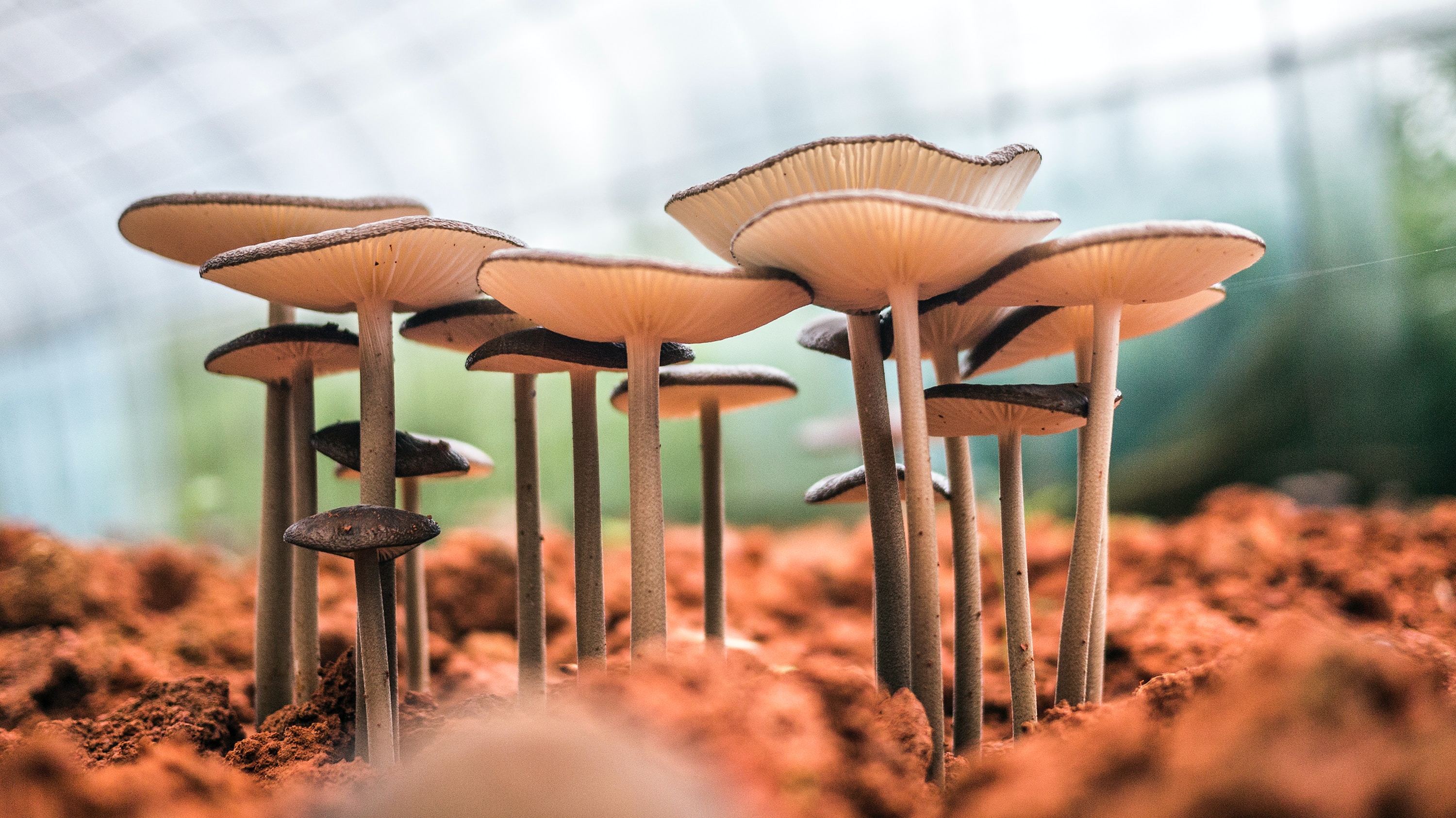 Goodbye Plastic, Hello Fungi: Mushrooms Could Be The Sustainable ...