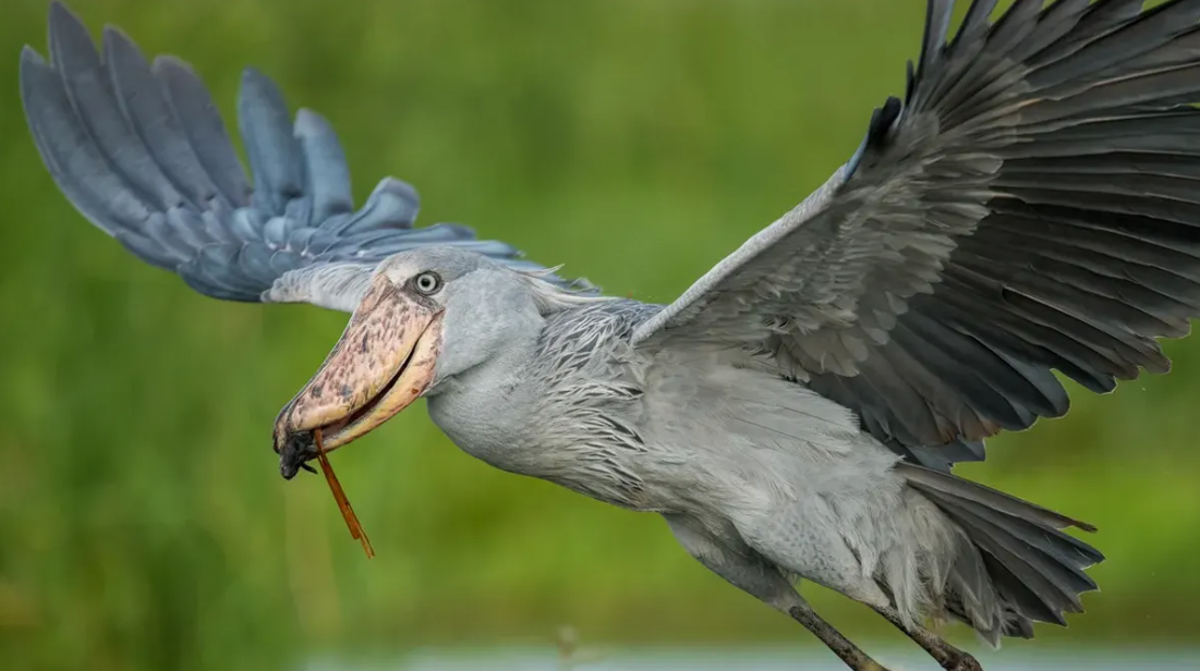 Shoebill: वो चिड़िया जो घूरती है तो ऐसा लगता है मानो मौत खड़ी हो, मशीन ...
