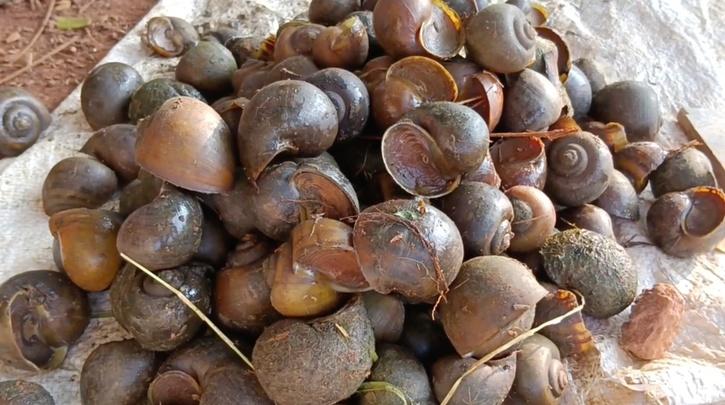 Andhra Pradesh's Snail Curry Gains Popularity
