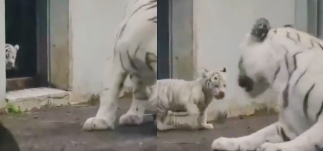 White Tiger Cub Tries To Scare Its Mom